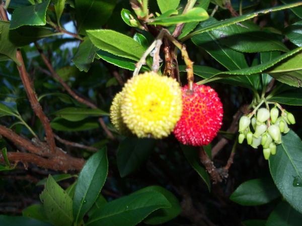 Maginja - gotovo zaboravljeno voće