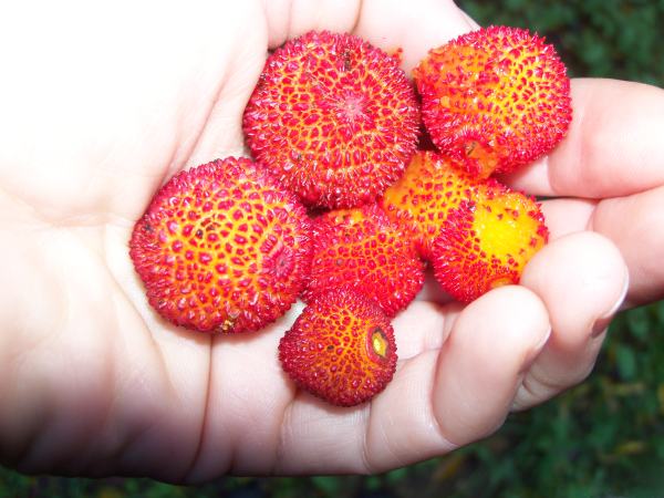 Maginja - gotovo zaboravljeno voće