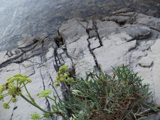 Mimoze - miris nadolazećeg proljeća