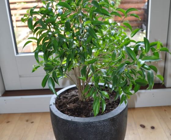 Mimoze - miris nadolazećeg proljeća