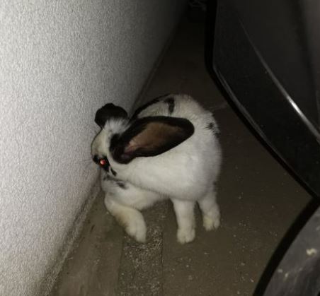 TRAŽI SE VLASNIK U Prijevoru pronađen crno-bijeli zec - DubrovnikNet