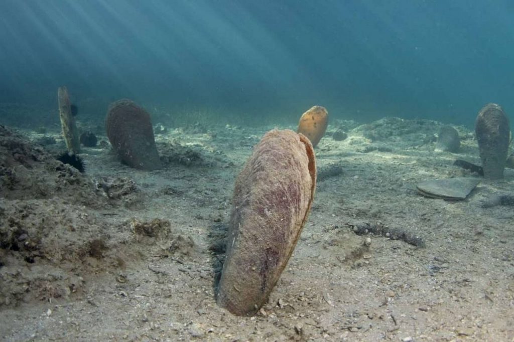 Jeste li vidjeli plemenitu perisku? - DubrovnikNet
