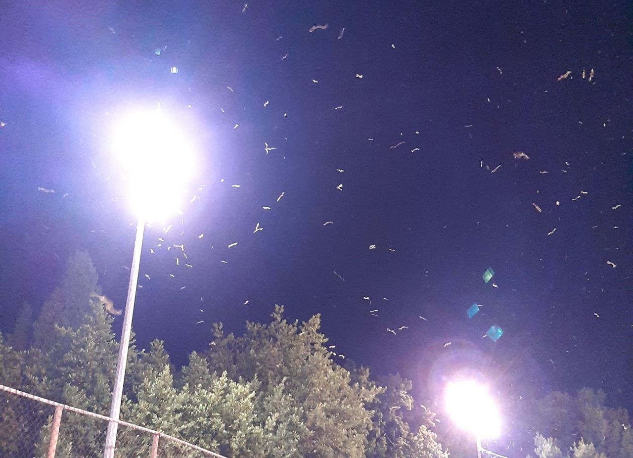 Masovna pojava leptira hrastovog gubara i ove godine - DubrovnikNet