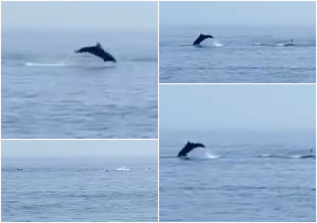 VIDEO: Igra dupina kraj Lokruma - DubrovnikNet VIDEO: Igra dupina kraj Lokruma - DubrovnikNet