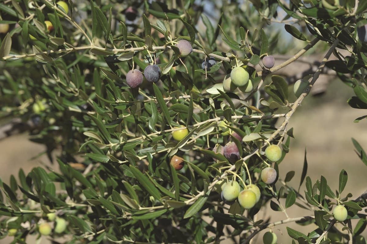 Znate li koja ljekovita svojstva imaju list i plod masline? - DubrovnikNet