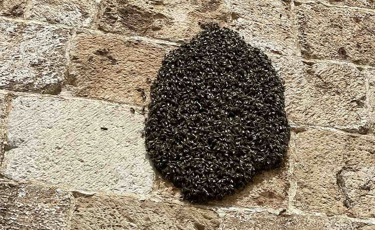 NESVAKIDAŠNJI PRIZOR: Roj pčela na crkvi Male braće - DubrovnikNet