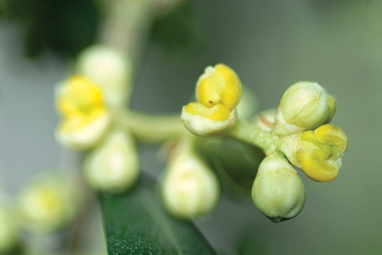 KALENDAR RADOVA: što treba maslini u svibnju - DubrovnikNet