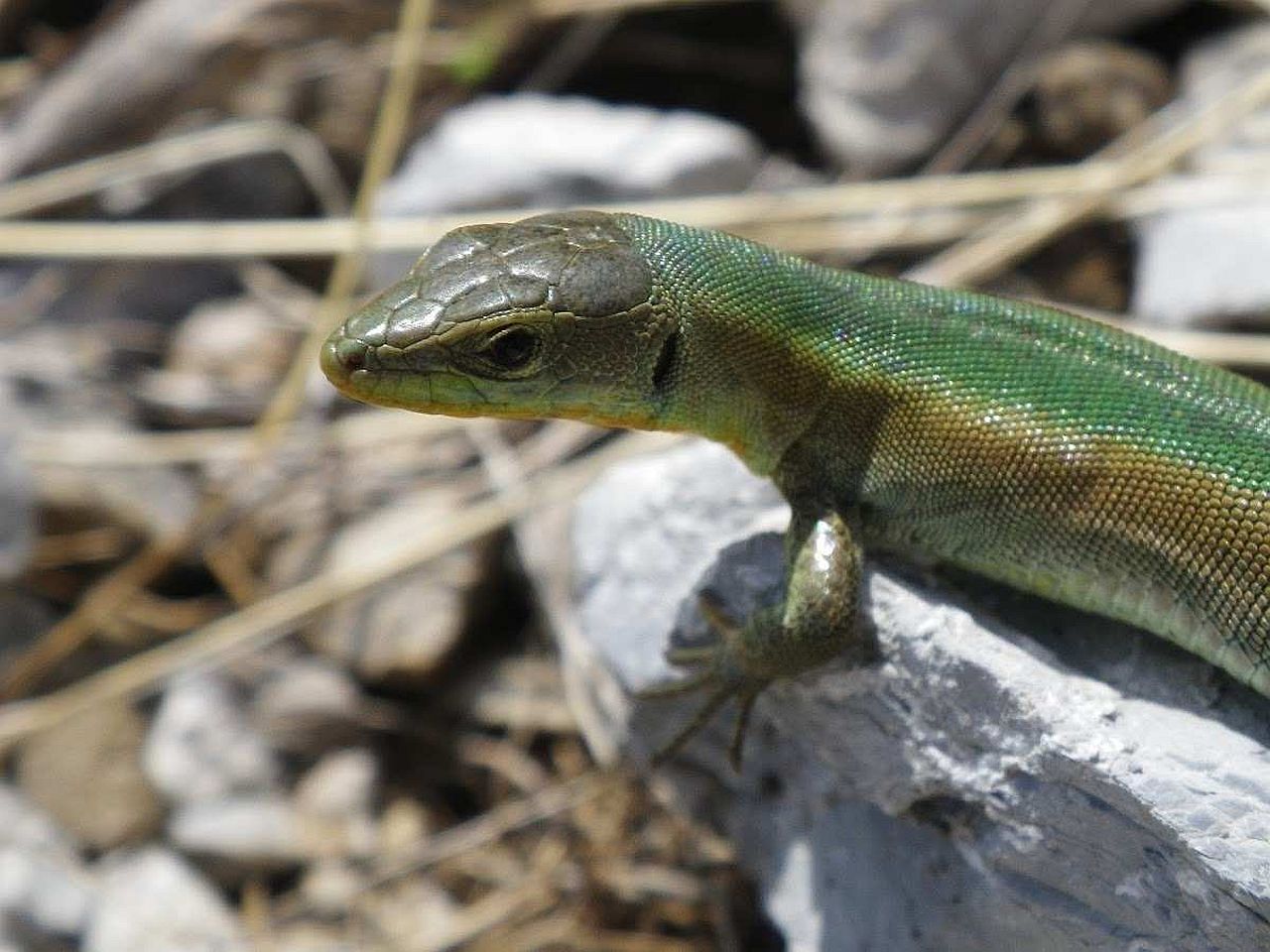 Tko u snu vidi guštericu - sluti na dobro! - DubrovnikNet