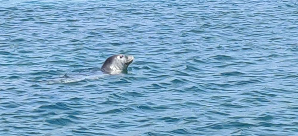 VIDEO: U Park prirode Lastovsko otočje vratila se sredozemna medvjedica ...