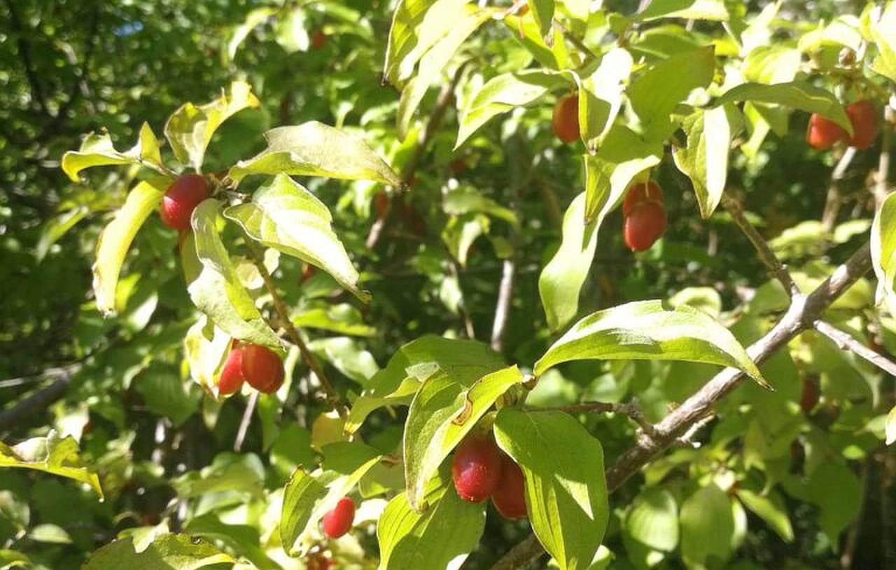 Znate li zašto se reče "zdrav ko' dren"? - DubrovnikNet