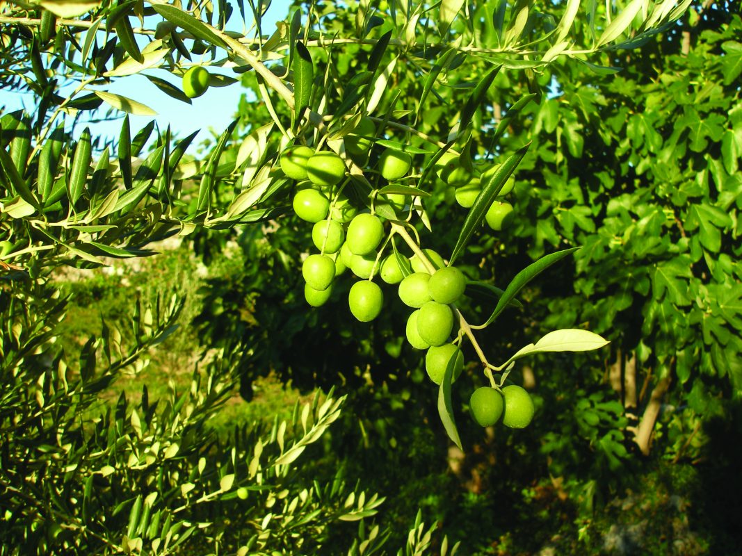 Oblica – kraljica koja je svrgnuta s trona - DubrovnikNet