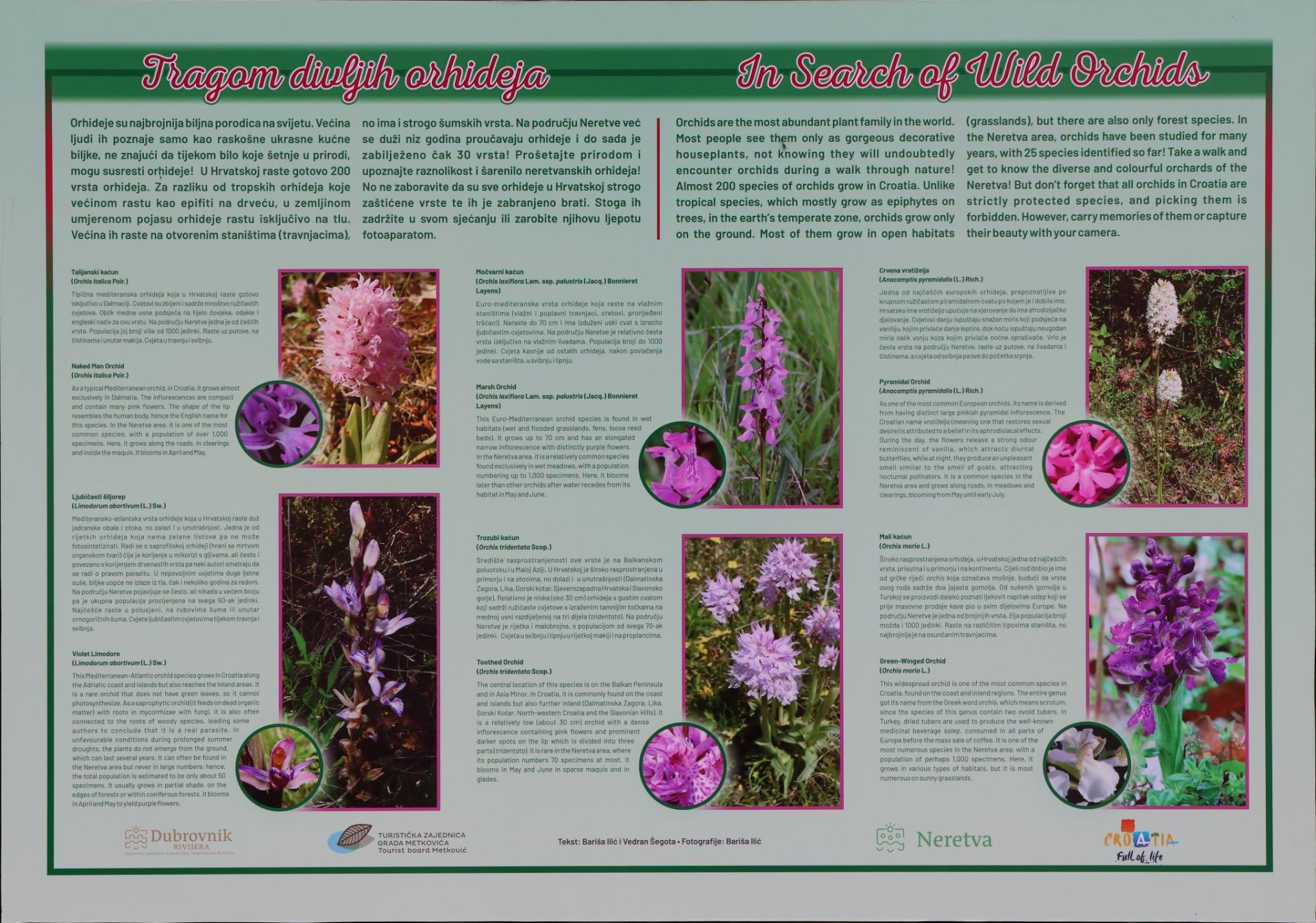 U Hrvatskoj raste gotovo 200 vrsta divljih orhideja, na području ...