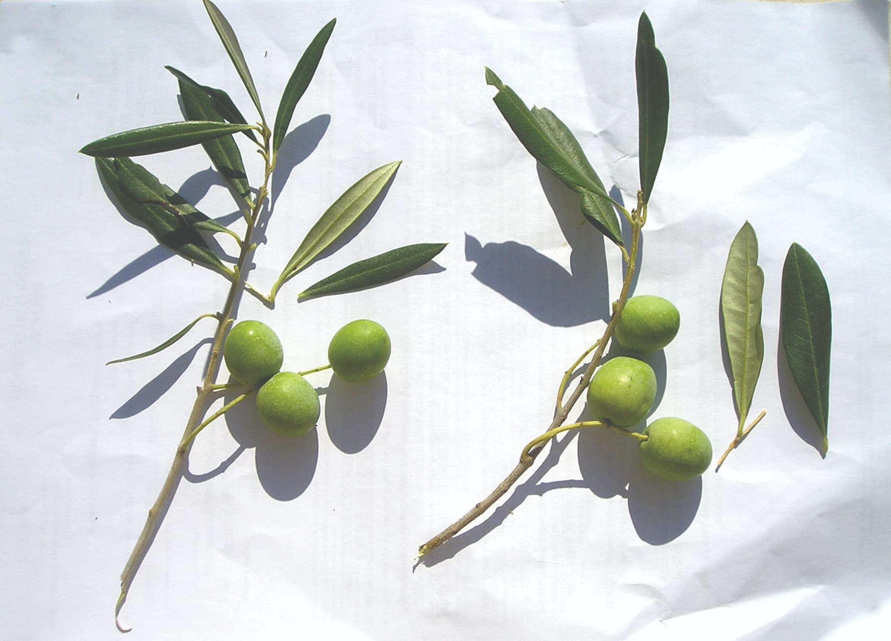 MASLINAR: Autohtone sorte maslina - buharica daje blago i slatko ulje ...