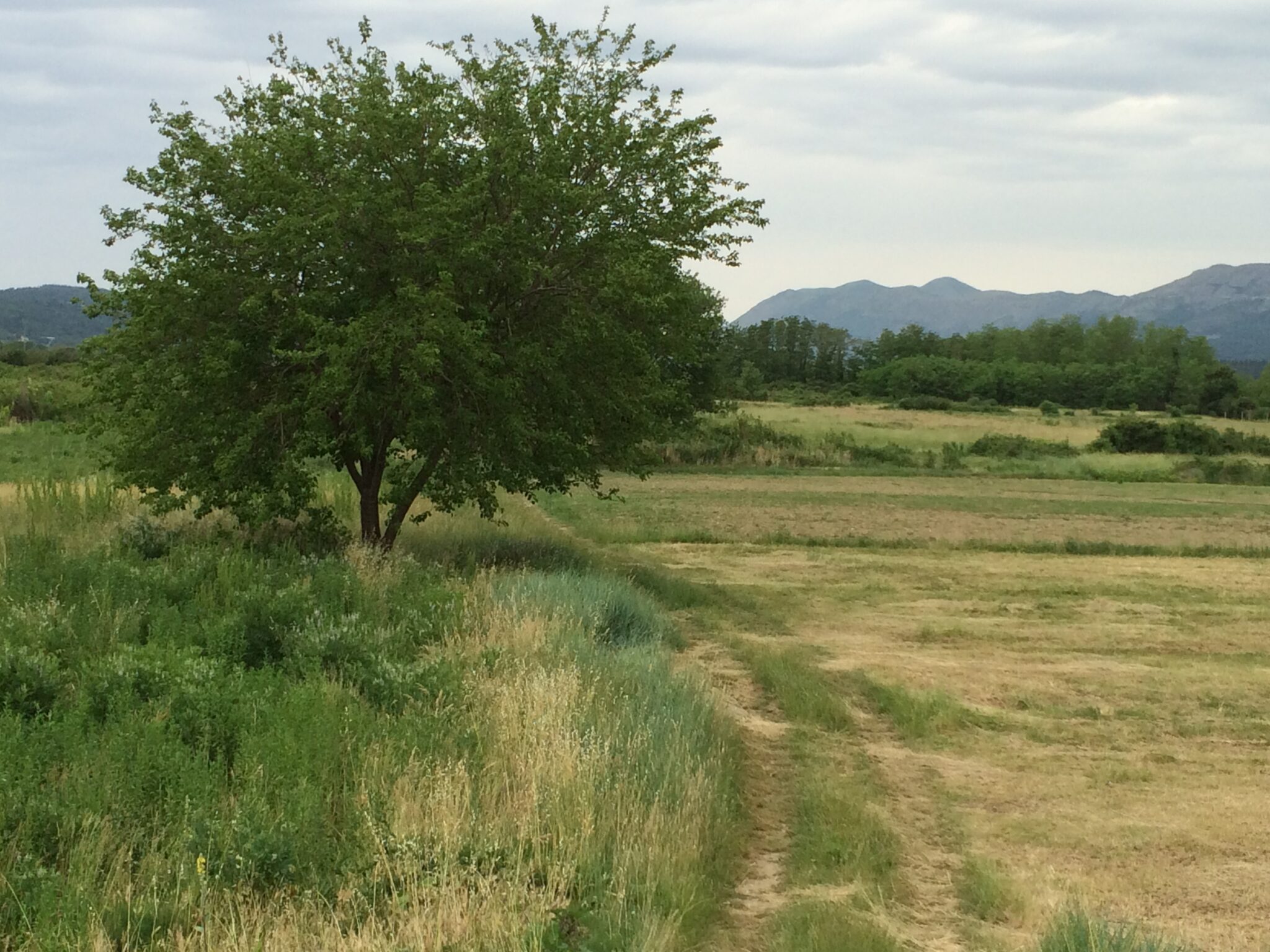 Murva te hladi, murva te hrani, ali i liječi i oblači - DubrovnikNet