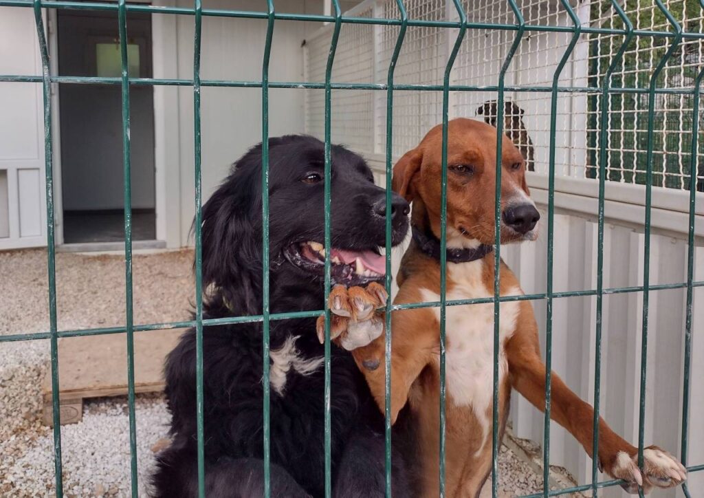 KAD SE NAŠE ŠAPE SLOŽE: dm donirao dubrovačkom skloništu 1.905 konzervi hrane za pse - DubrovnikNet