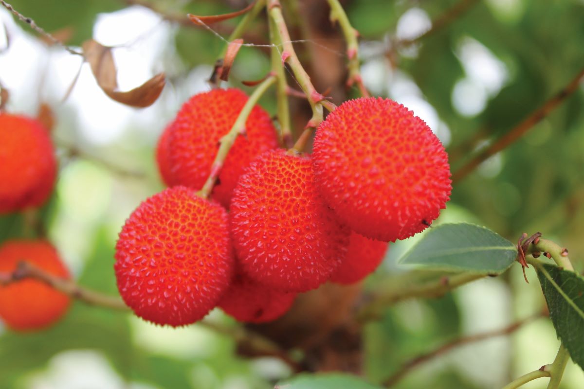 Plod maginje krije razlog zbog koje se naziva - "jedem samo jedan ...