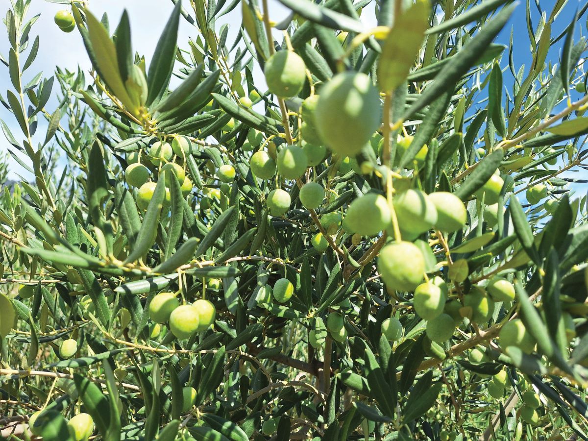 Evo koje sorte maslina najviše voli maslinova muha - DubrovnikNet